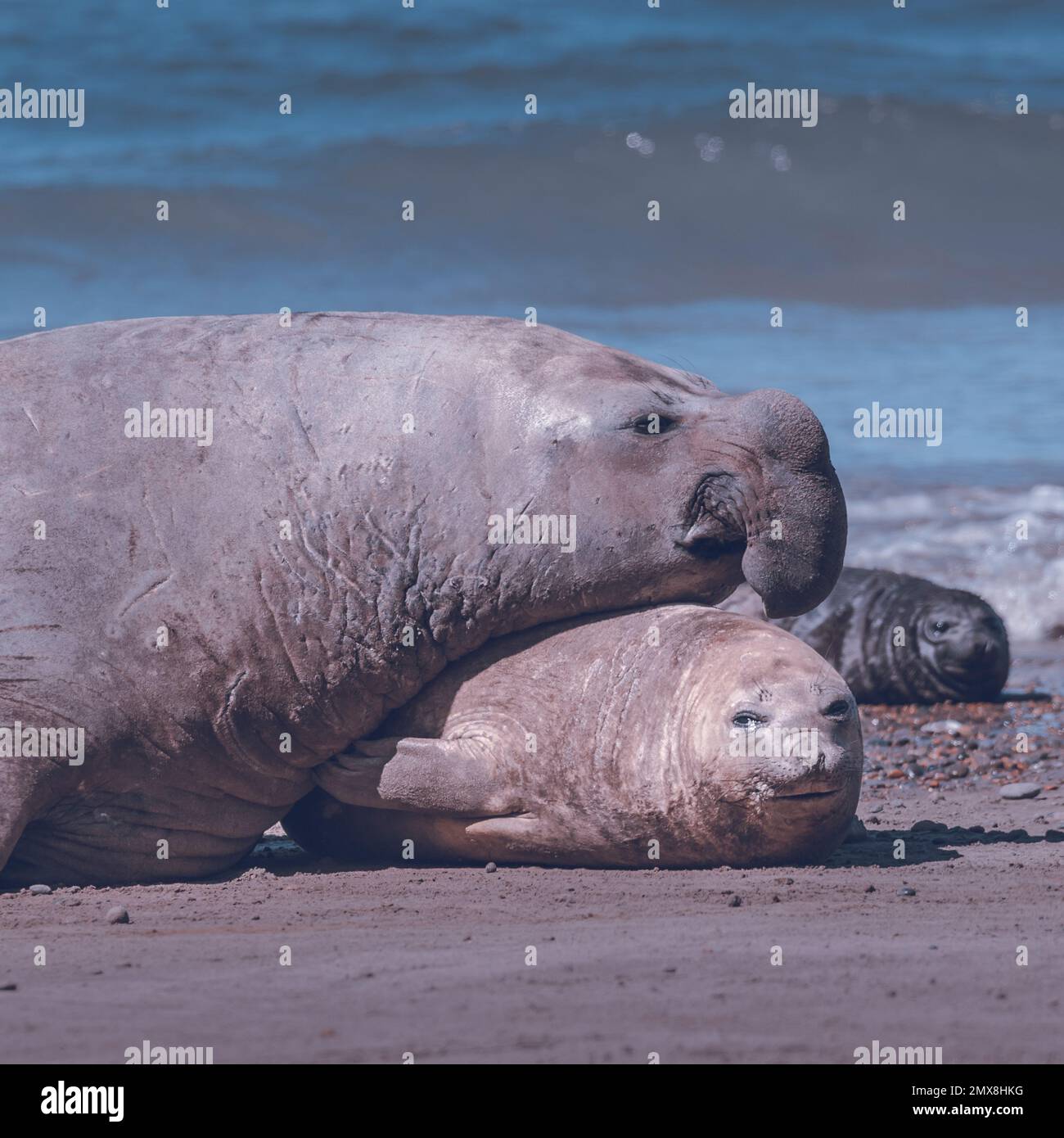Sea elephant with its calf.Patagonia Argentina Stock Photo - Alamy