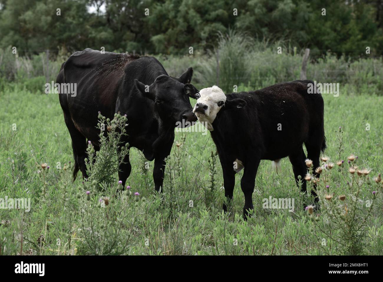 Cattle in Argentine Countryside, La Pampa Province, Patagonia ...