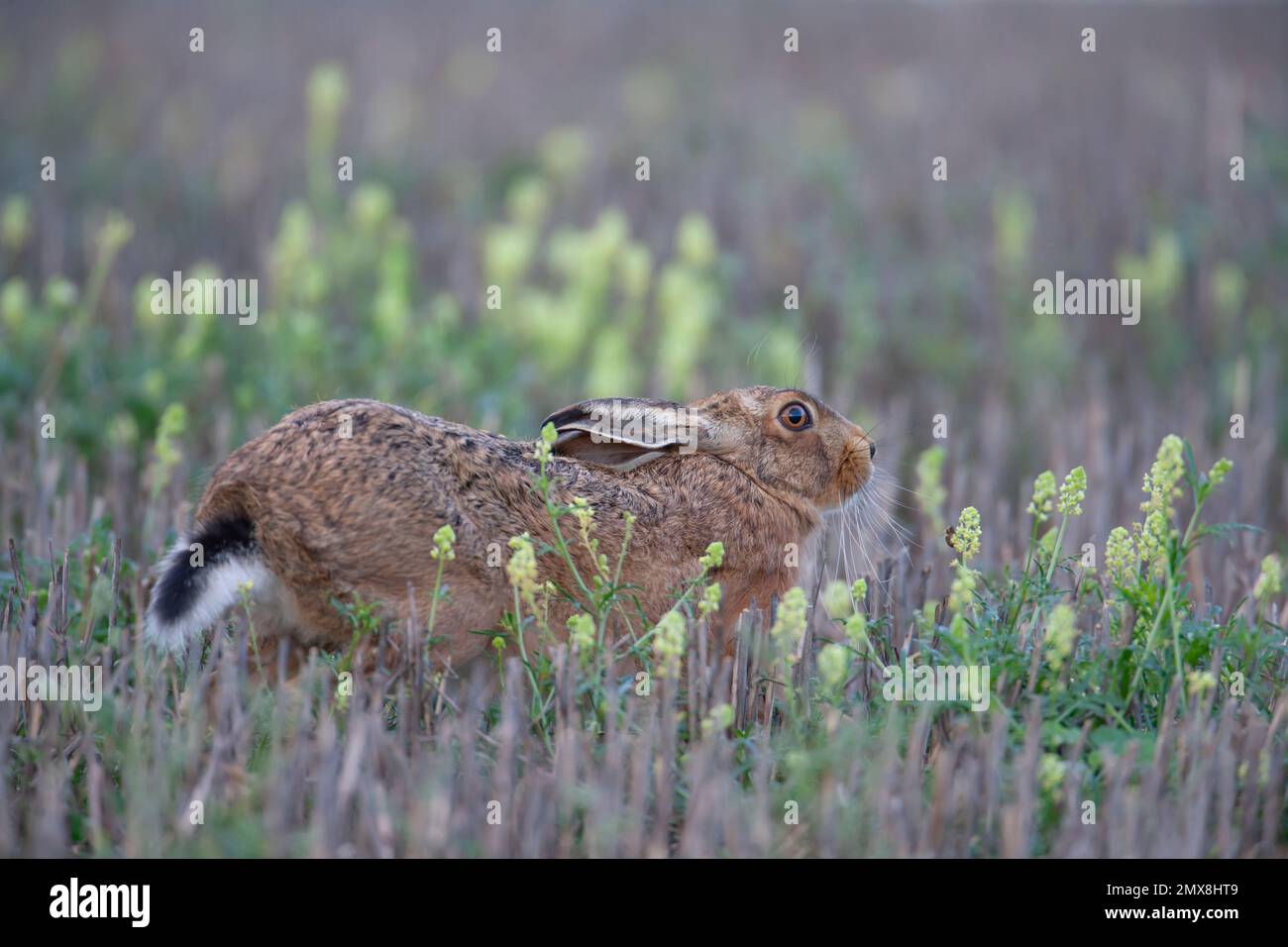 Brown hare Lepus europaeus adult stretching in a stubble field, Suffolk ...