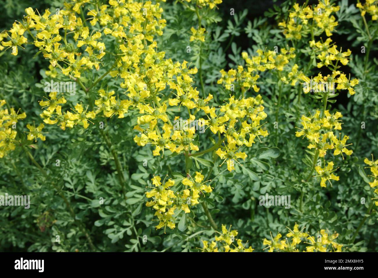 Common Rue (Ruta graveolens Stock Photo - Alamy