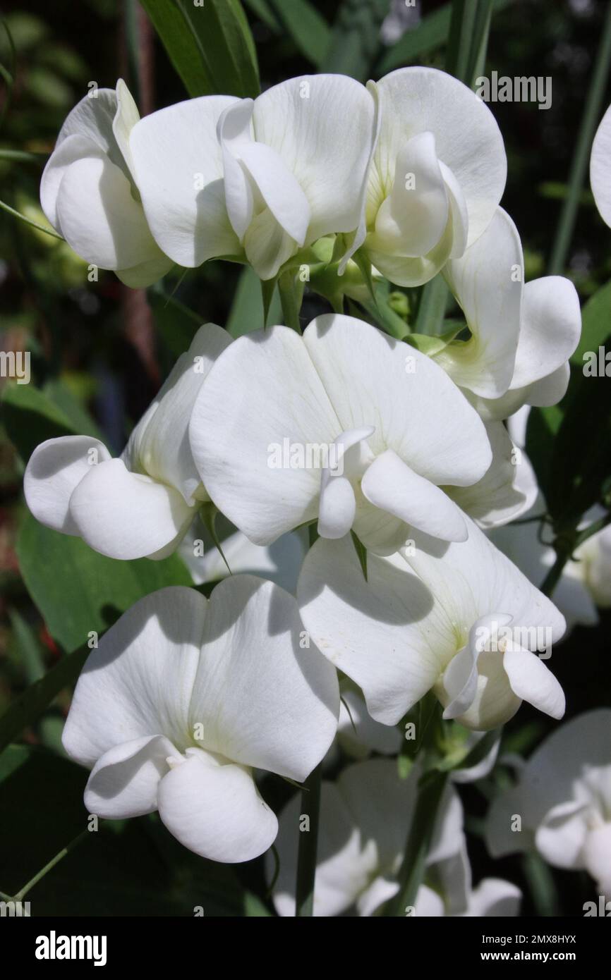 Everlasting pea(Lathyrus latifolius 'White Pearl') flowers Stock Photo ...