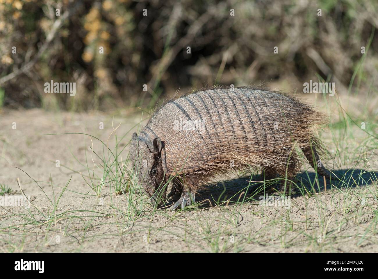Armadillo in desert environment, Peninsula Valdes, Unesco World ...