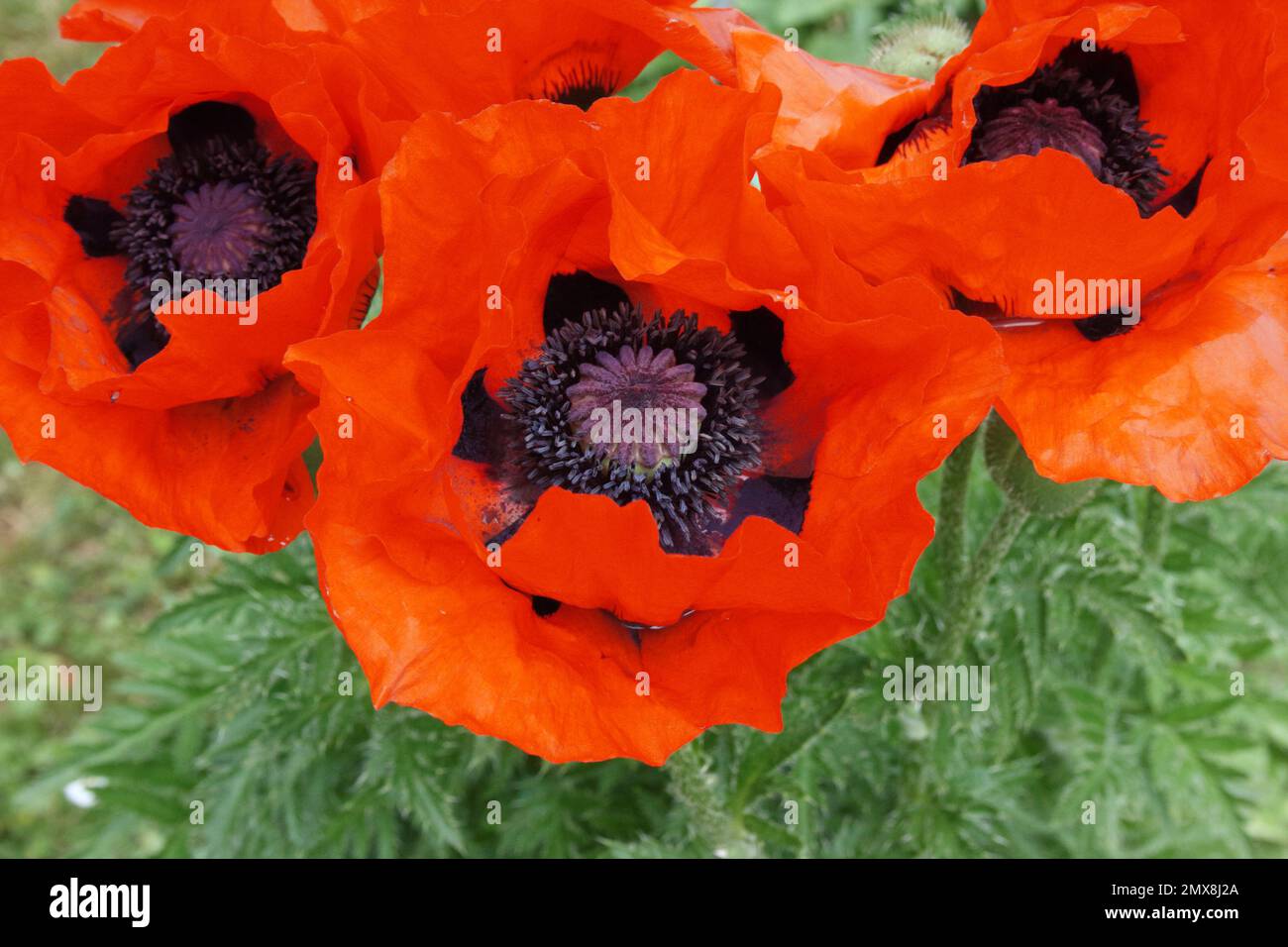 Flowers of Oriental Poppy (Papaver orientale 'Brilliant' Stock Photo ...