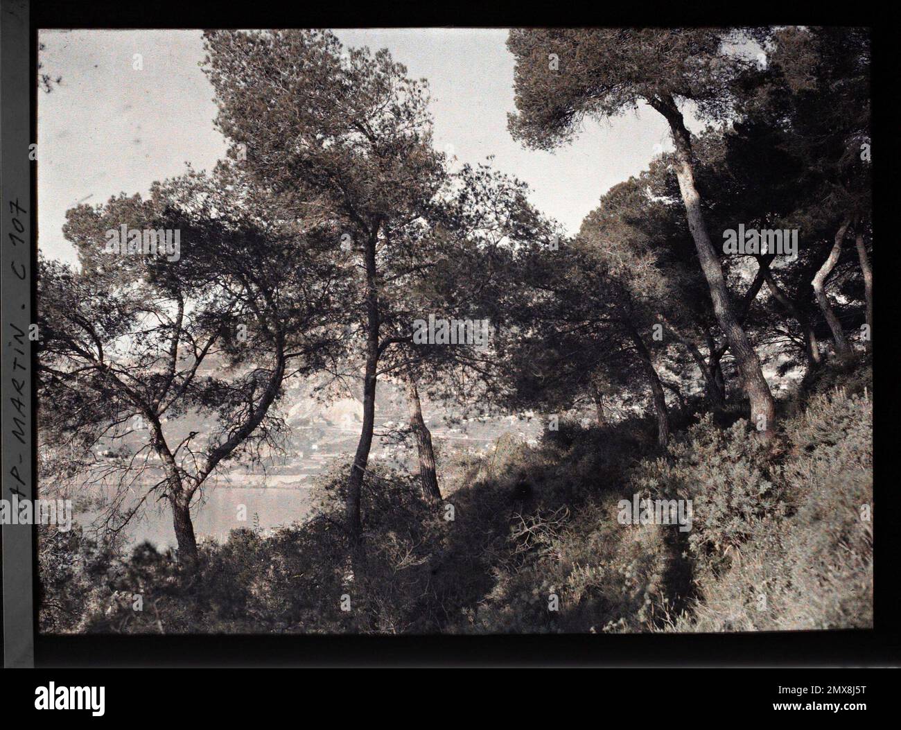 Cap Martin, Alpes-Maritimes, France The garden of Villa Cyrnos , 1910 ...