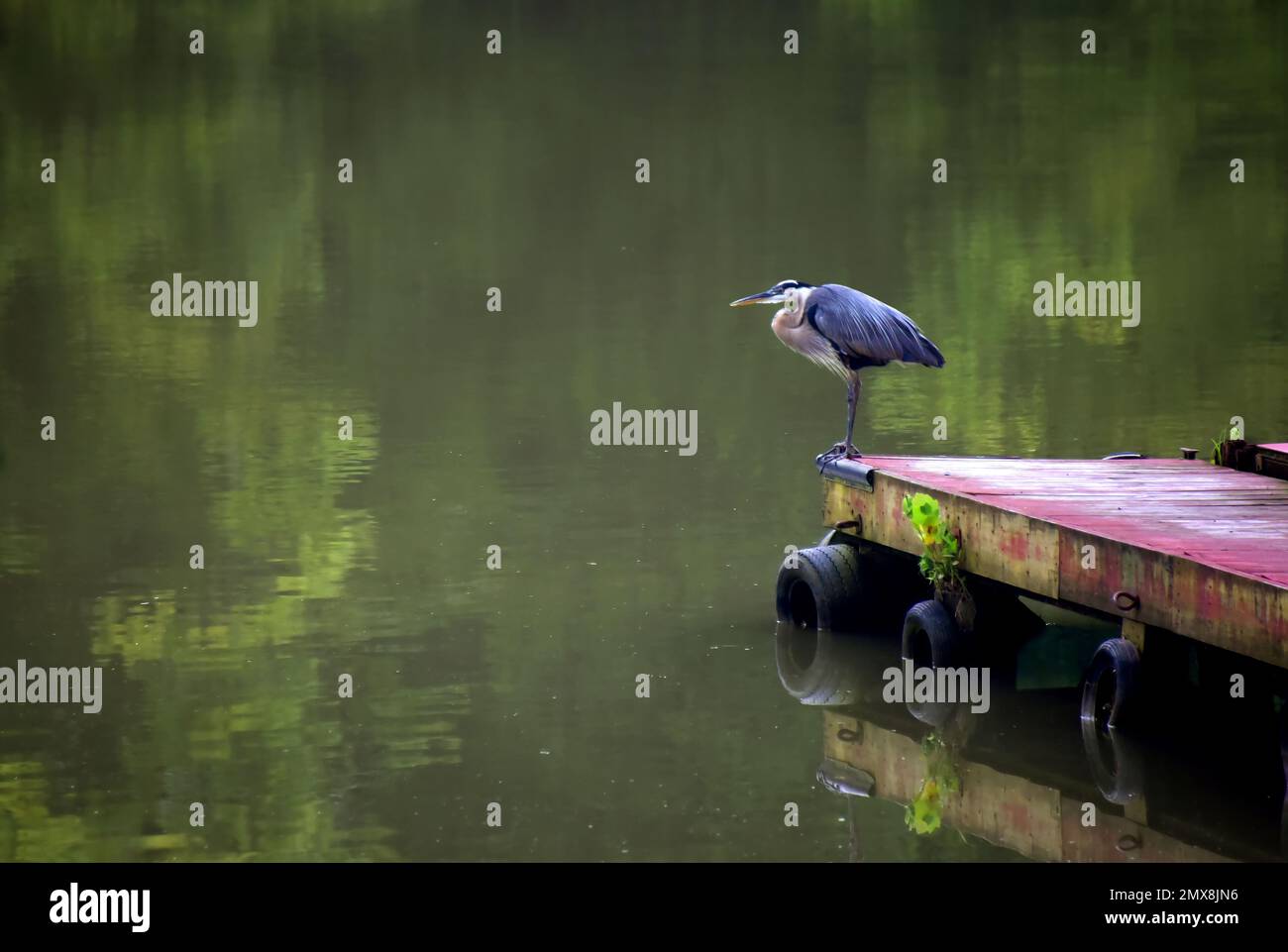 Grey Heron perches on the edge of a floating, wooden dock on the Clinch ...