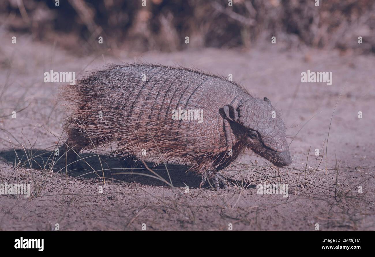 Armadillo in desert environment, Peninsula Valdes, Unesco World ...