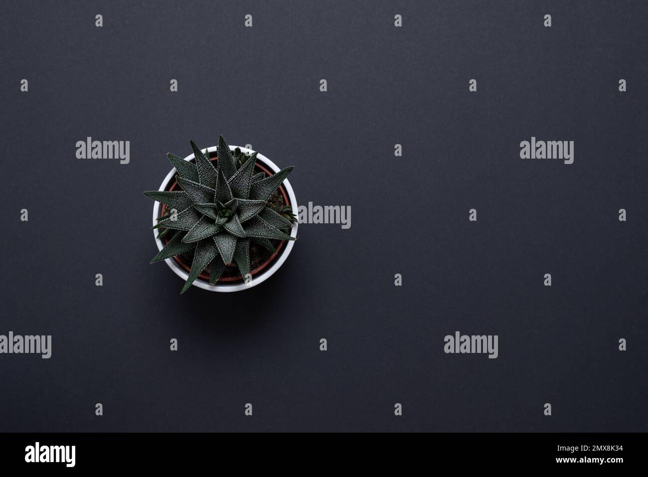 Minimal green plant in a small pot on black work desk. Flay flat, top ...