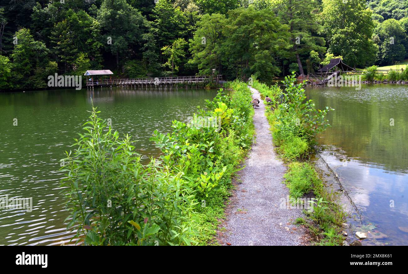 Group of Canadian Geese cluster on narrow trail to the pavilion on ...