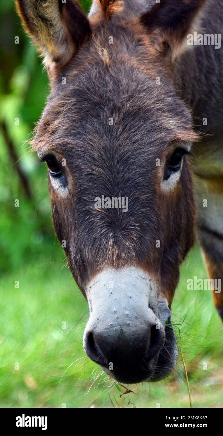 Image shows closeup of a donkey face. Muzzle is white and fur is brown ...