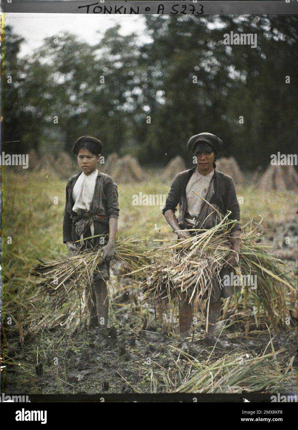 Tonkin, Indochina the harvest of rice , Léon Busy in Indochina Stock ...
