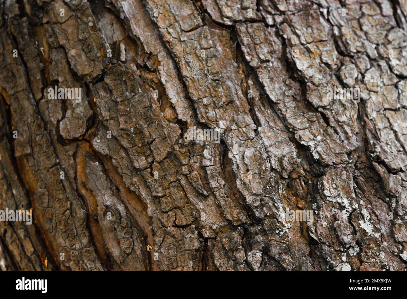 Tree bark - texture Stock Photo - Alamy