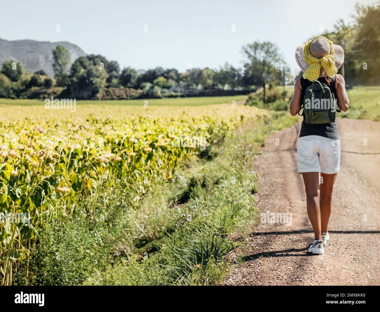 Woman walking next sunflowers field hi-res stock photography and images ...