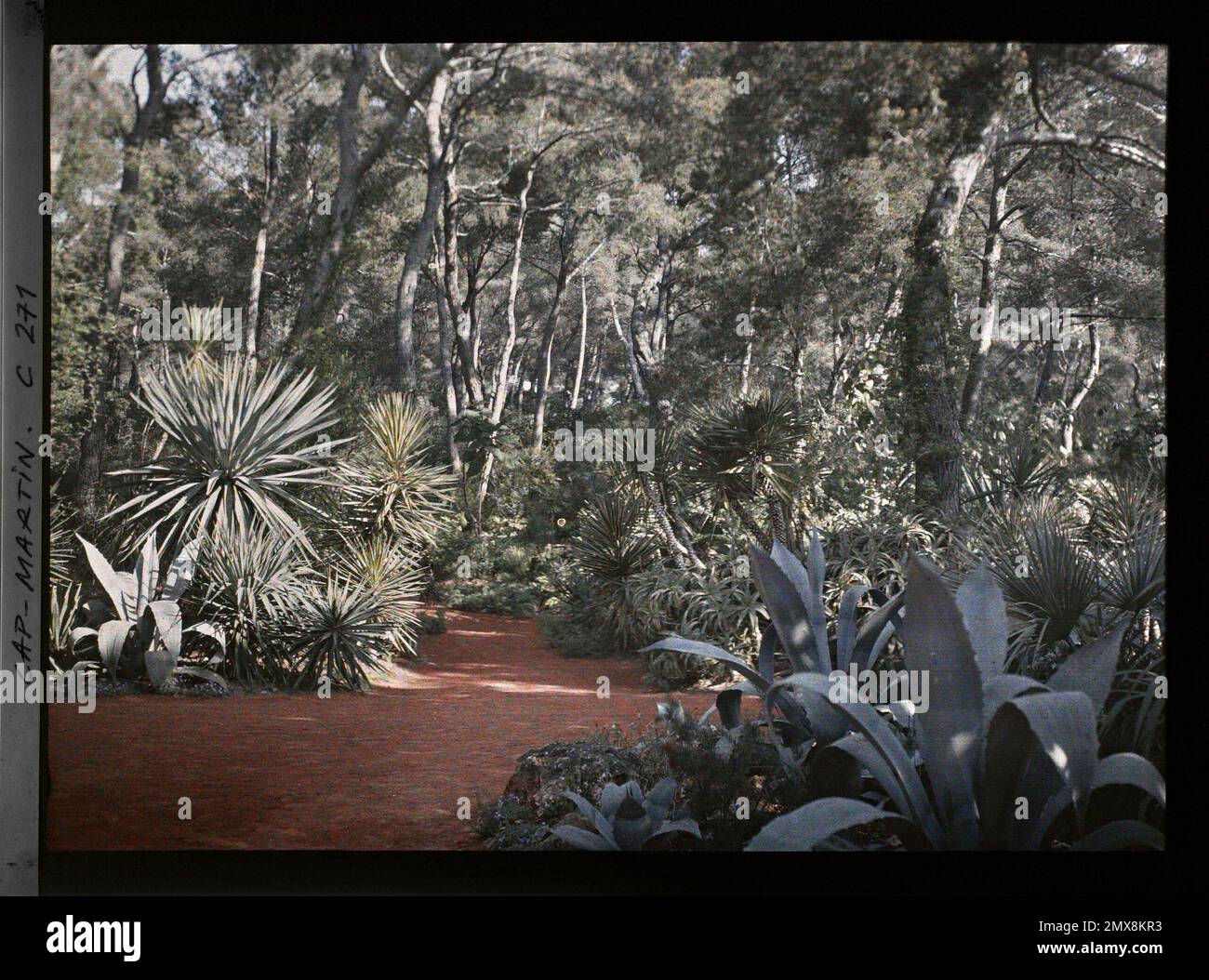 Pine agave fatty plant park garden vegetation botany habitat hi-res ...