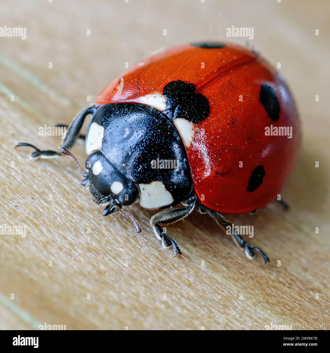 Ladybird eyes hi-res stock photography and images - Alamy