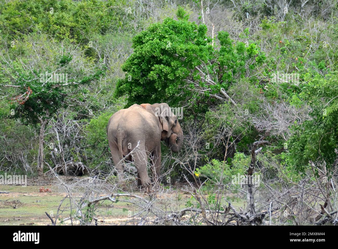 Sri Lankan elephant, Sri-Lanka-Elefant, Ceylon-Elefant, Éléphant du Sri ...