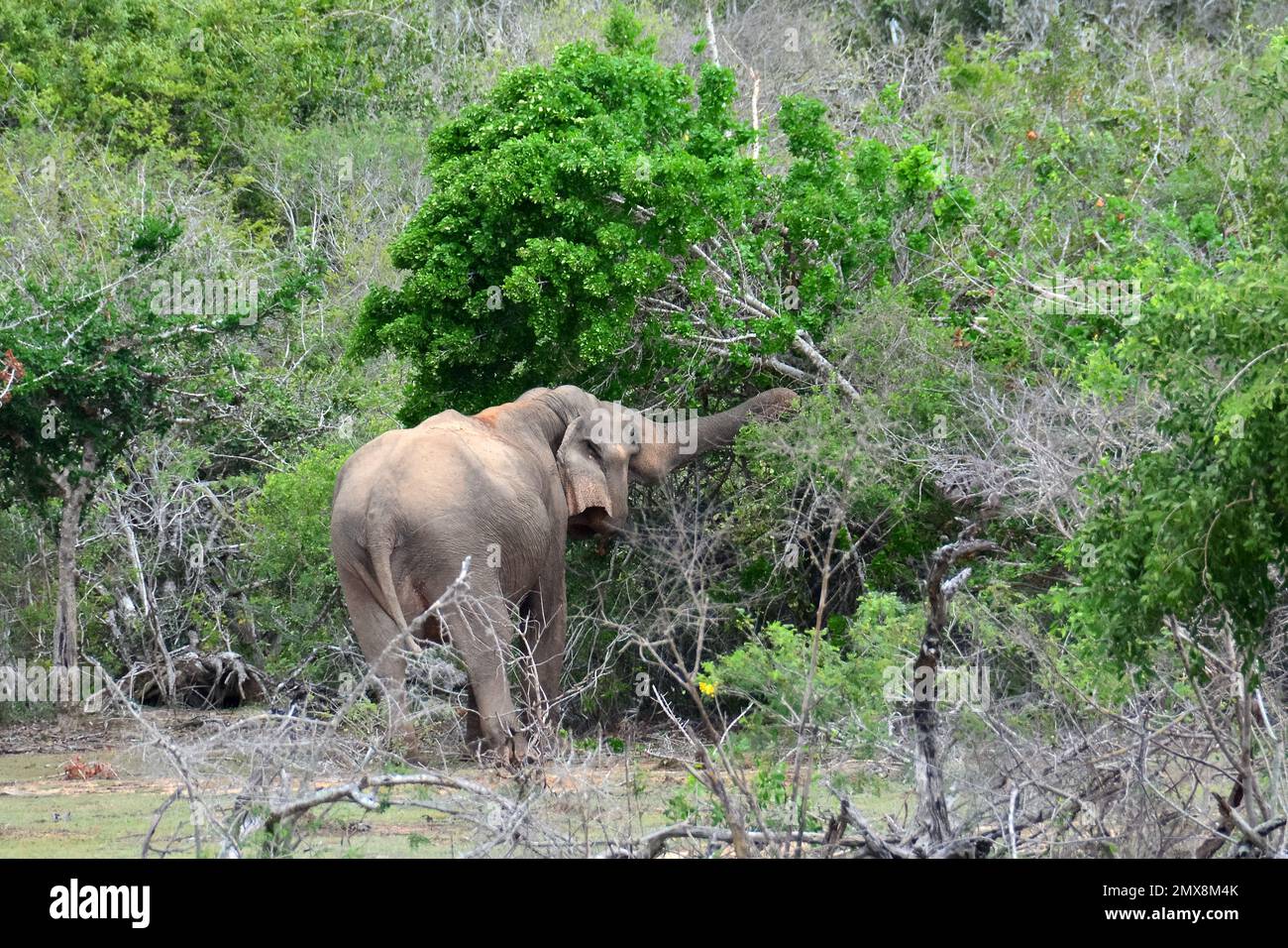 Sri Lankan elephant, Sri-Lanka-Elefant, Ceylon-Elefant, Éléphant du Sri ...