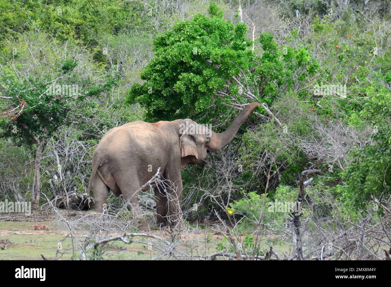 Sri Lankan elephant, Sri-Lanka-Elefant, Ceylon-Elefant, Éléphant du Sri ...
