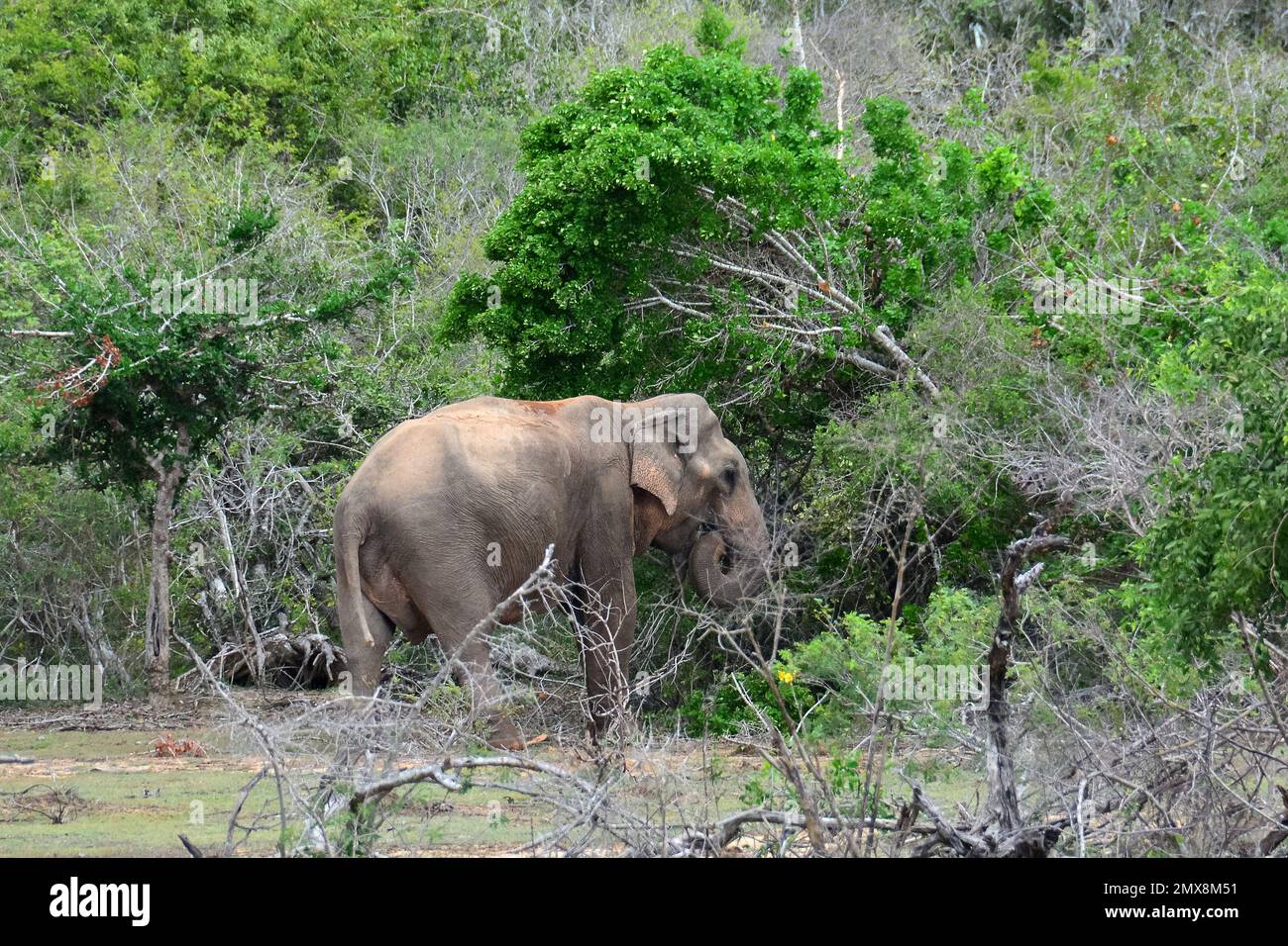 Sri Lankan elephant, Sri-Lanka-Elefant, Ceylon-Elefant, Éléphant du Sri ...