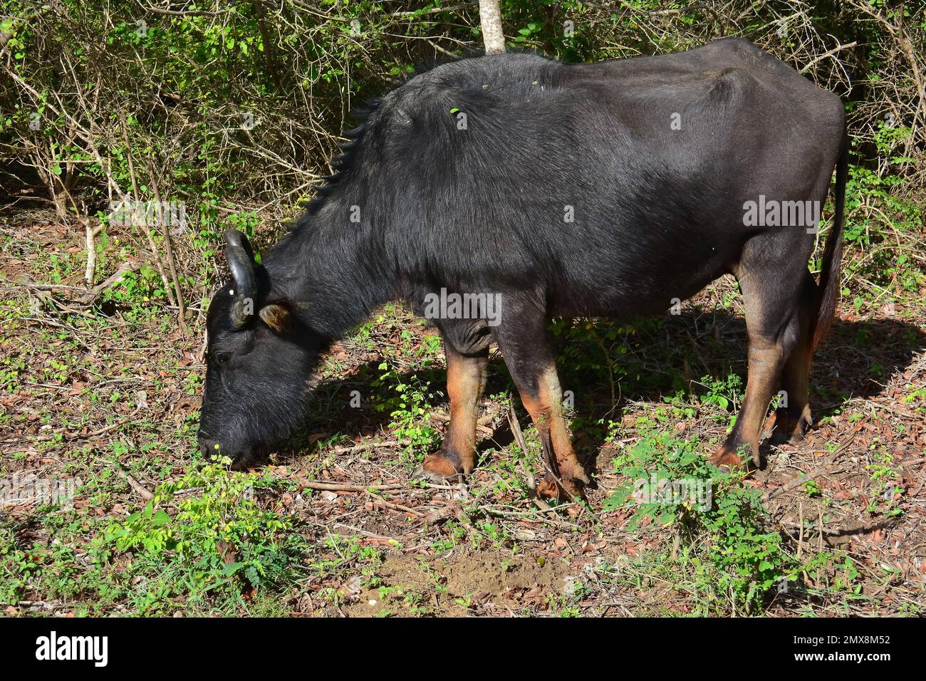 Water buffalo, Wasserbüffel, Buffle domestique, Bubalus bubalis, Yala ...