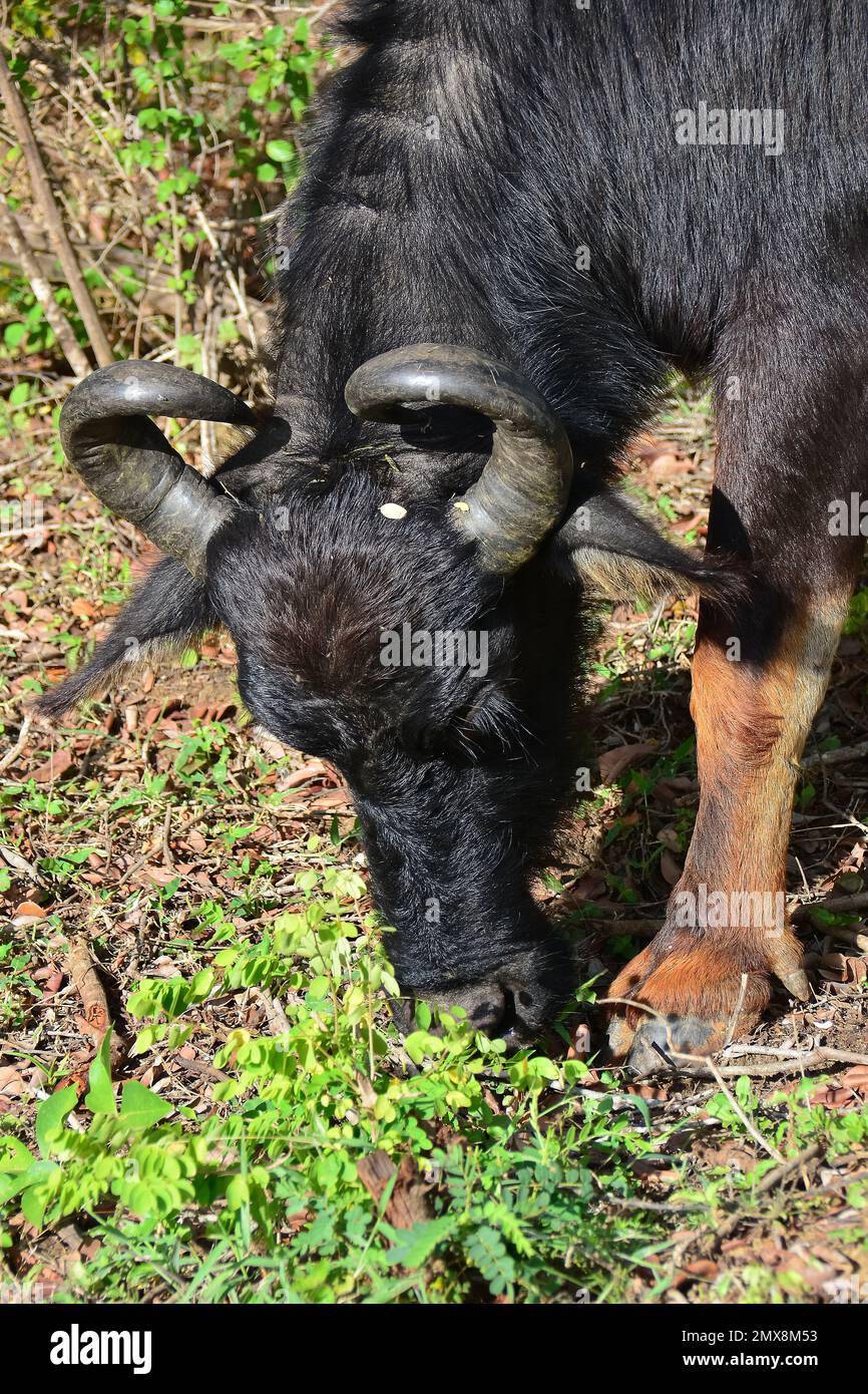 Water buffalo, Wasserbüffel, Buffle domestique, Bubalus bubalis, Yala ...