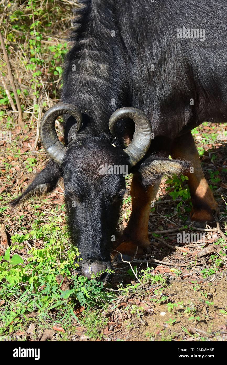 Water buffalo, Wasserbüffel, Buffle domestique, Bubalus bubalis, Yala ...