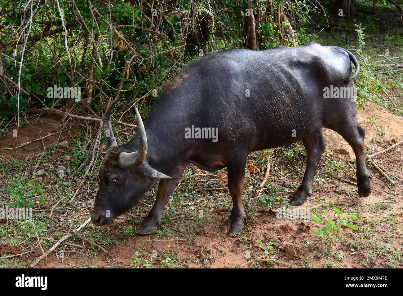 Water buffalo, Wasserbüffel, Buffle domestique, Bubalus bubalis, Yala ...