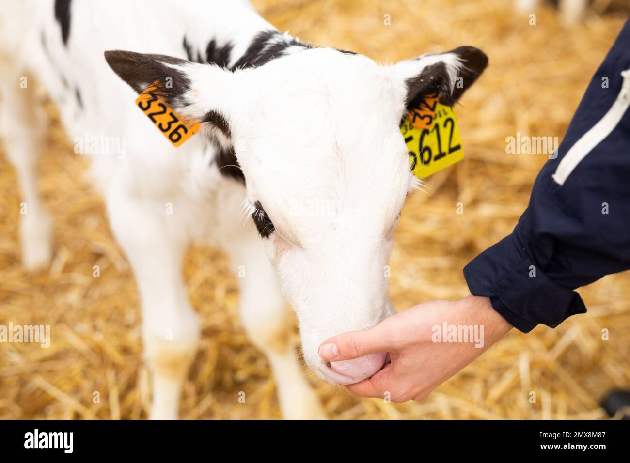 Cow mouth check hi-res stock photography and images - Alamy