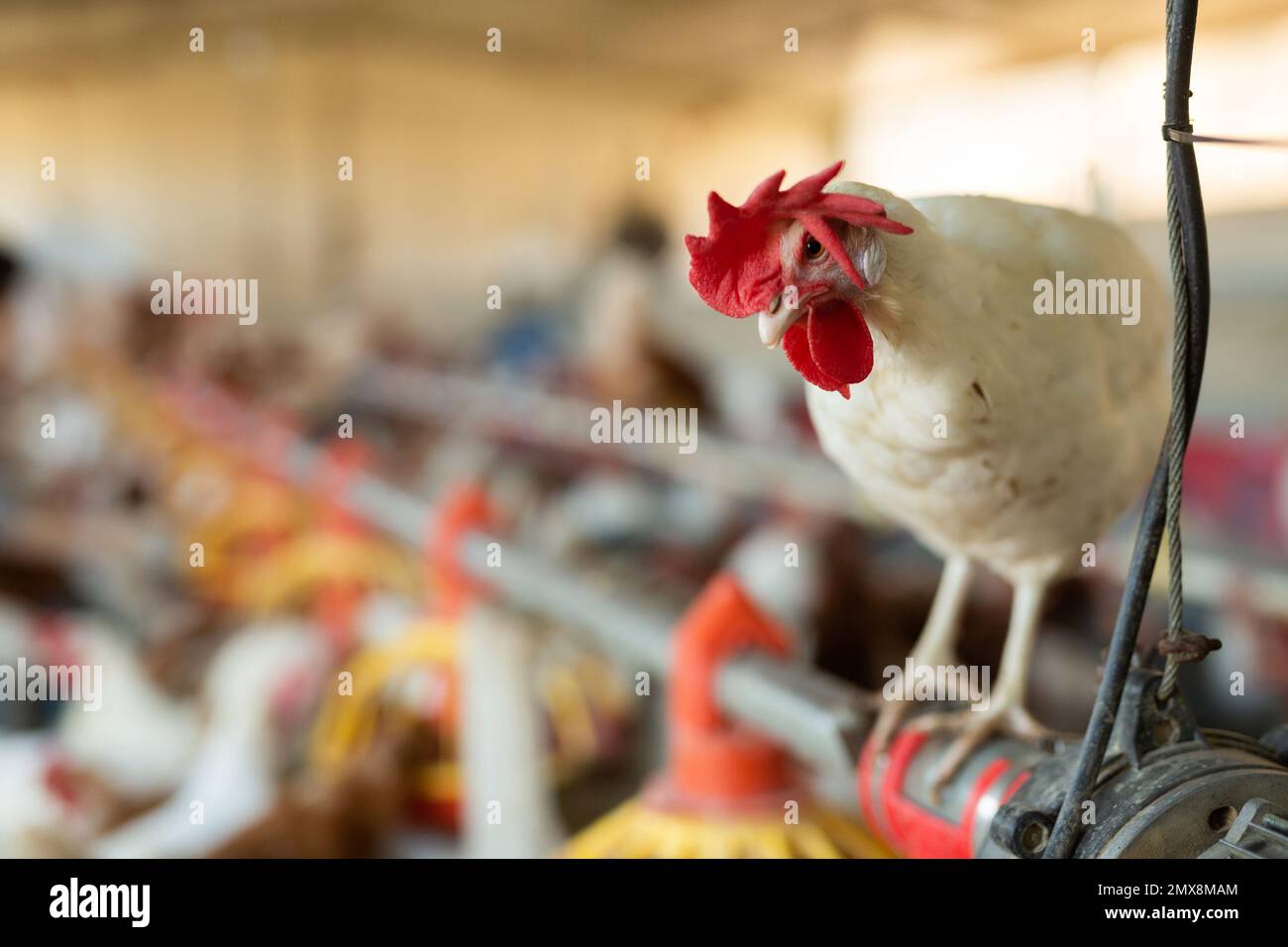 Curious white hen sitting on pipe of feeding line in henhouse Stock ...