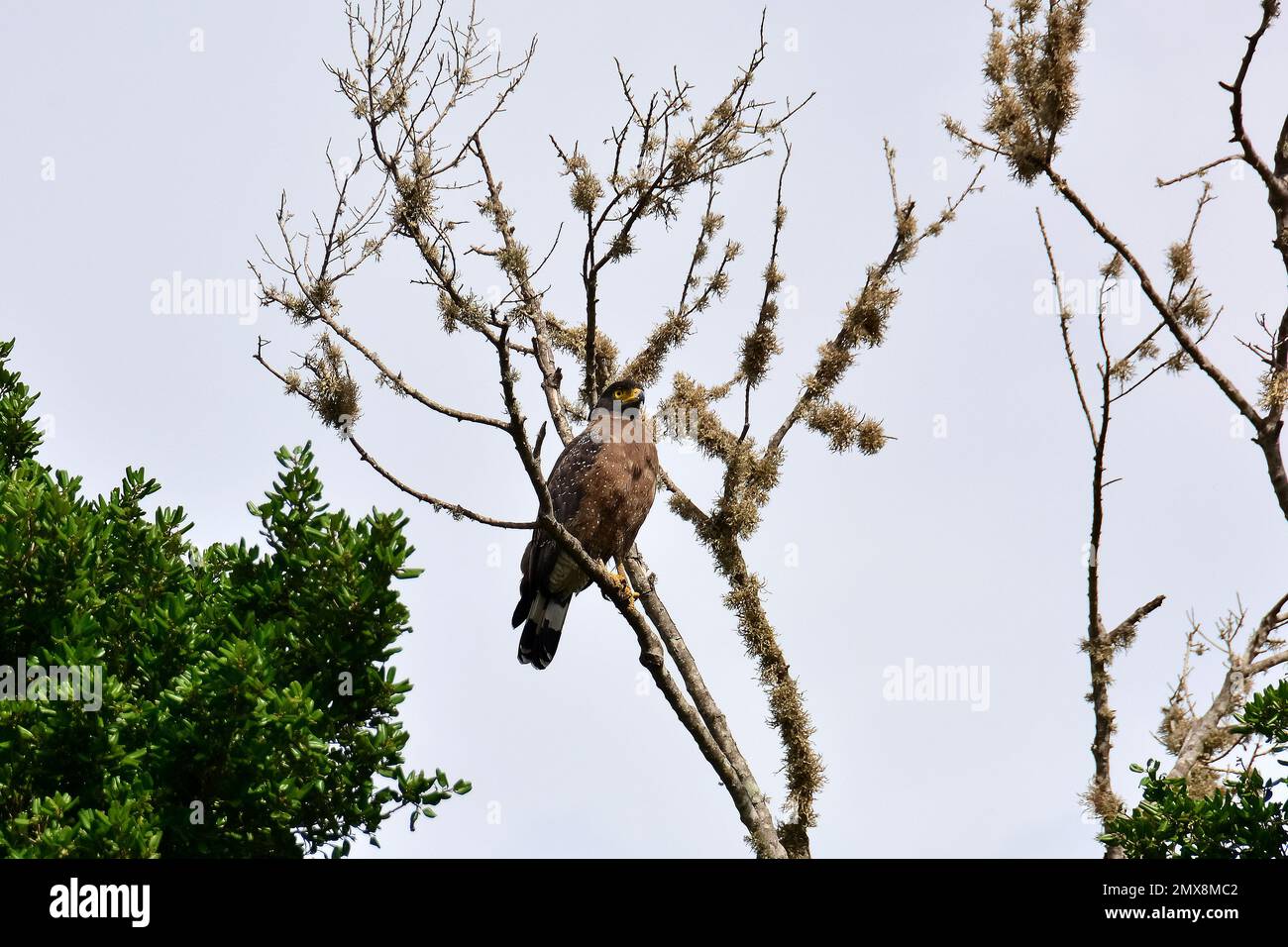 crested serpent eagle, Serpentaire bacha, Spilornis cheela spilogaster ...