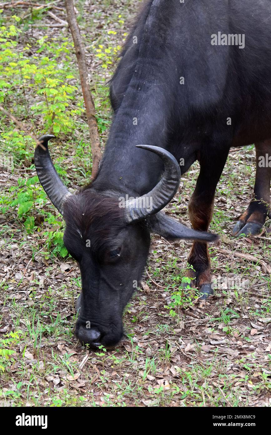 Water buffalo, Wasserbüffel, Buffle domestique, Bubalus bubalis, Yala ...