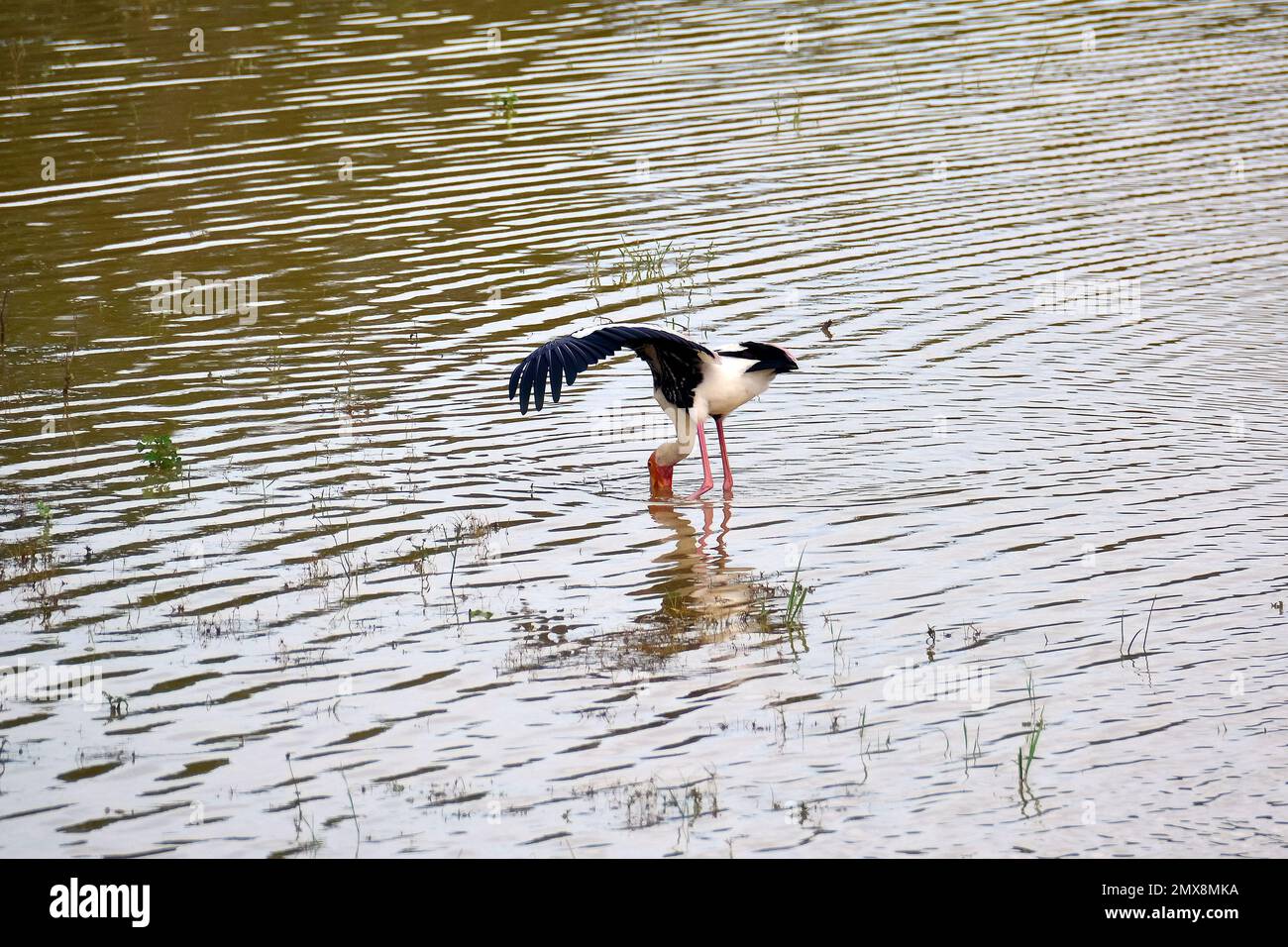 painted stork, Buntstorch, Tantale indien, Mycteria leucocephala, hindu ...