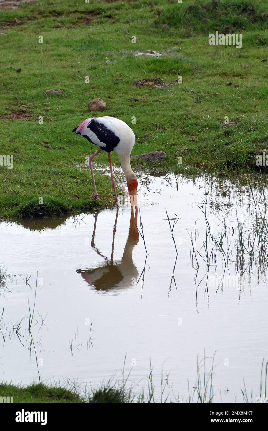 painted stork, Buntstorch, Tantale indien, Mycteria leucocephala, hindu ...