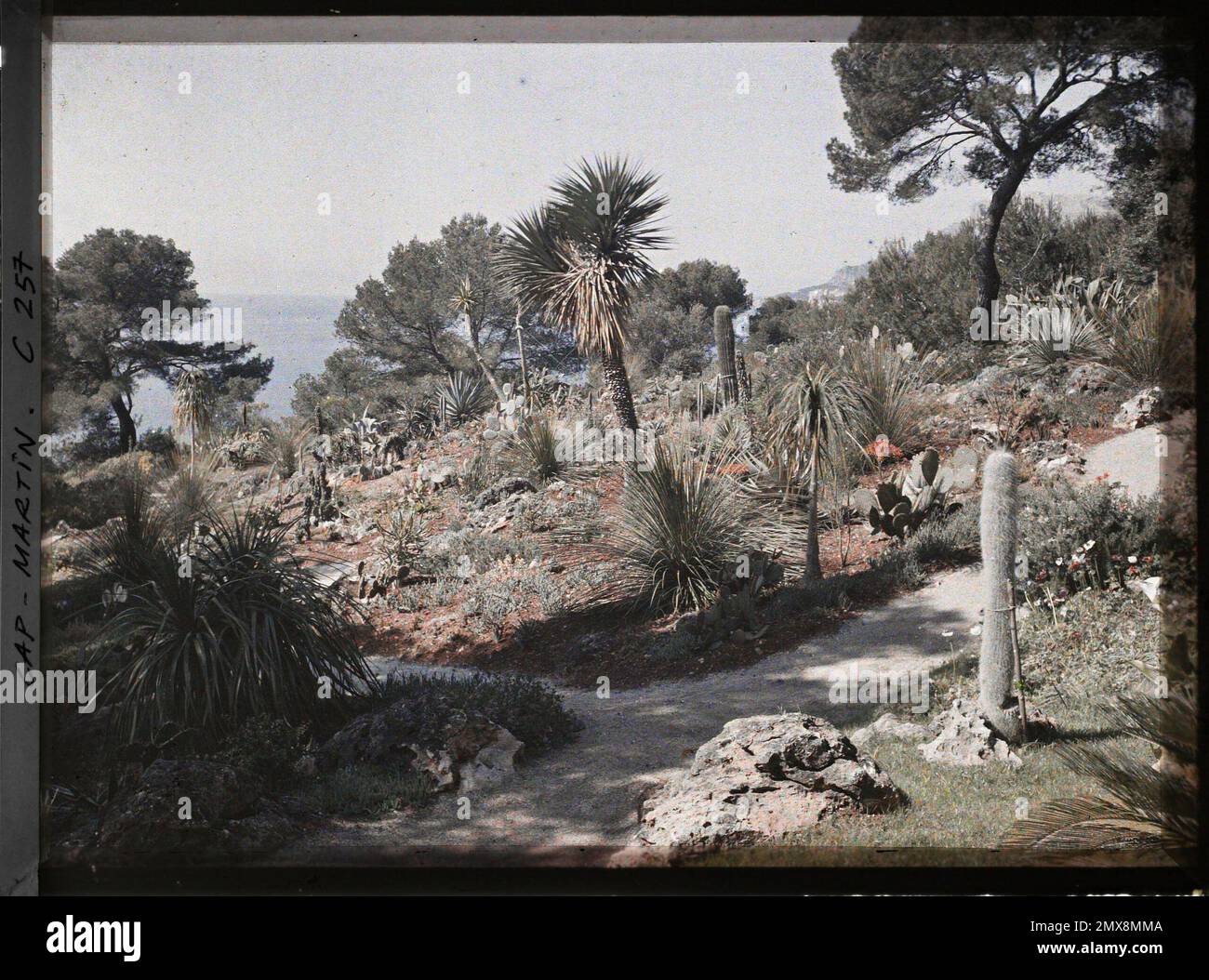 Landscape pine agave fatty plant yucca exotic plant flower park hi-res ...