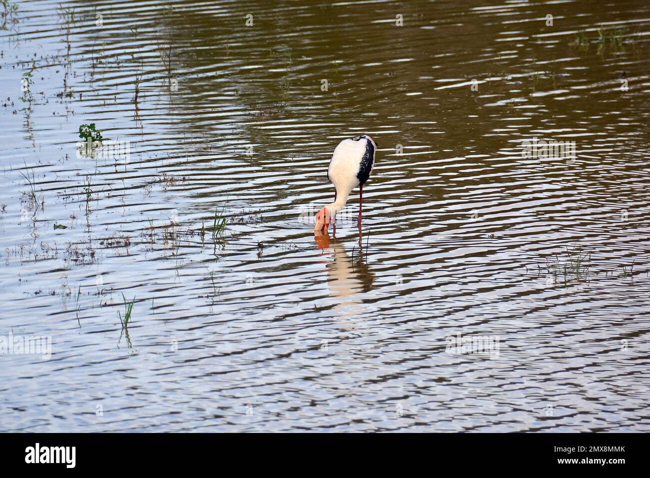 painted stork, Buntstorch, Tantale indien, Mycteria leucocephala, hindu ...