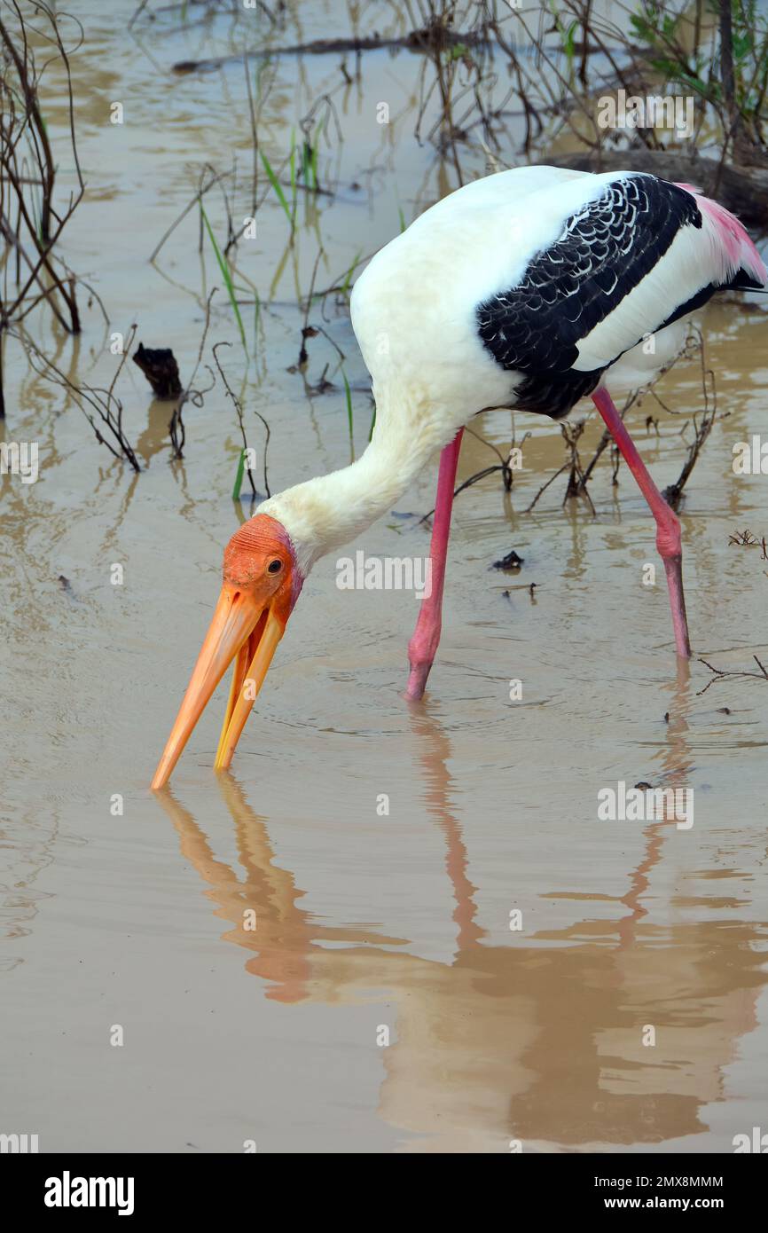 painted stork, Buntstorch, Tantale indien, Mycteria leucocephala, hindu ...