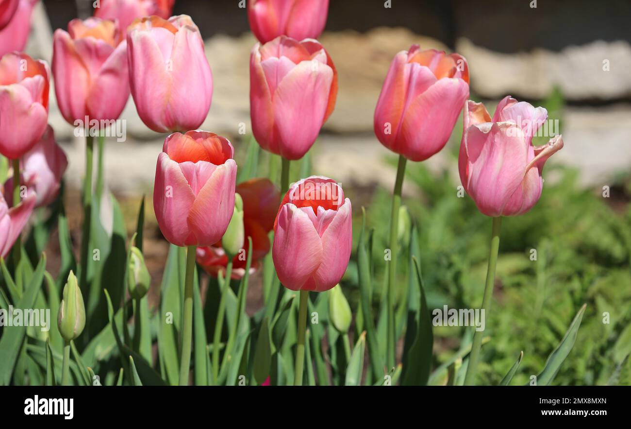 Pink tulip - Fort Worth Botanic Garden, Texas Stock Photo - Alamy