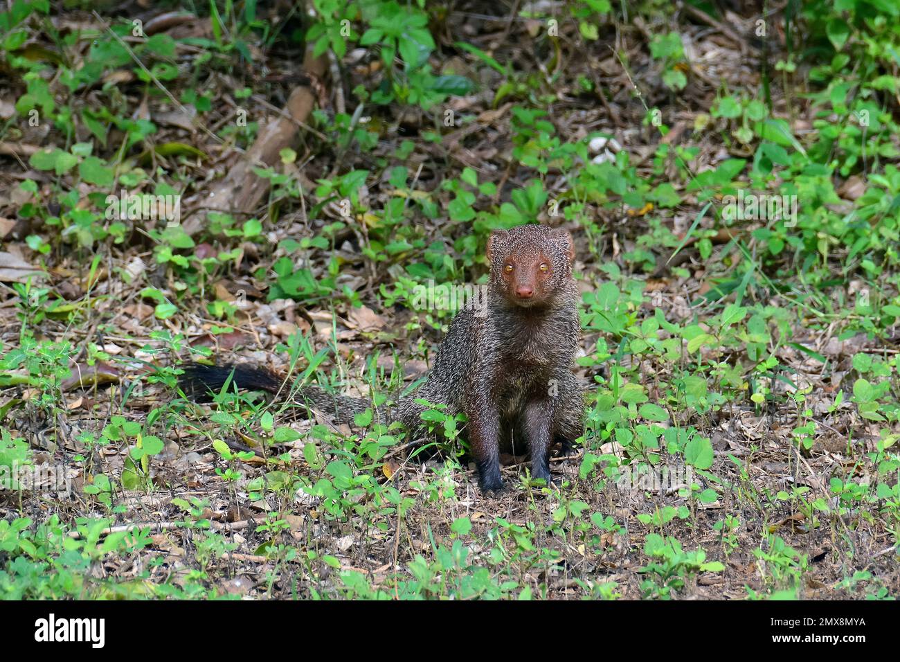 Ruddy mongoose, Indische Rotmanguste, Urva smithii, Yala National Park ...