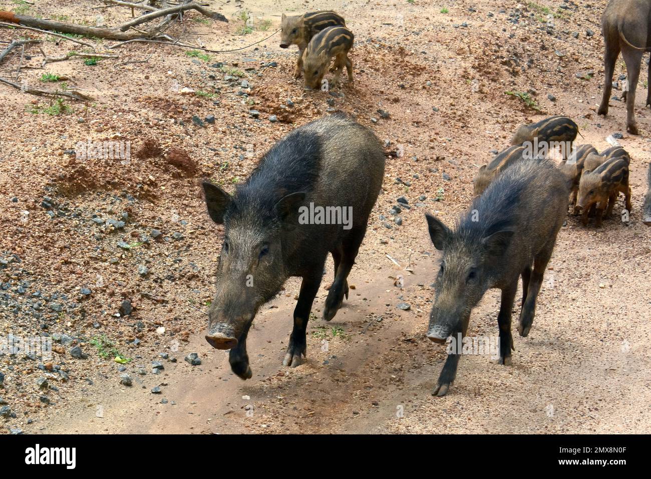 Indian boar, Andamanese pig or Moupin pig, Sus scrofa cristatus, Yala ...