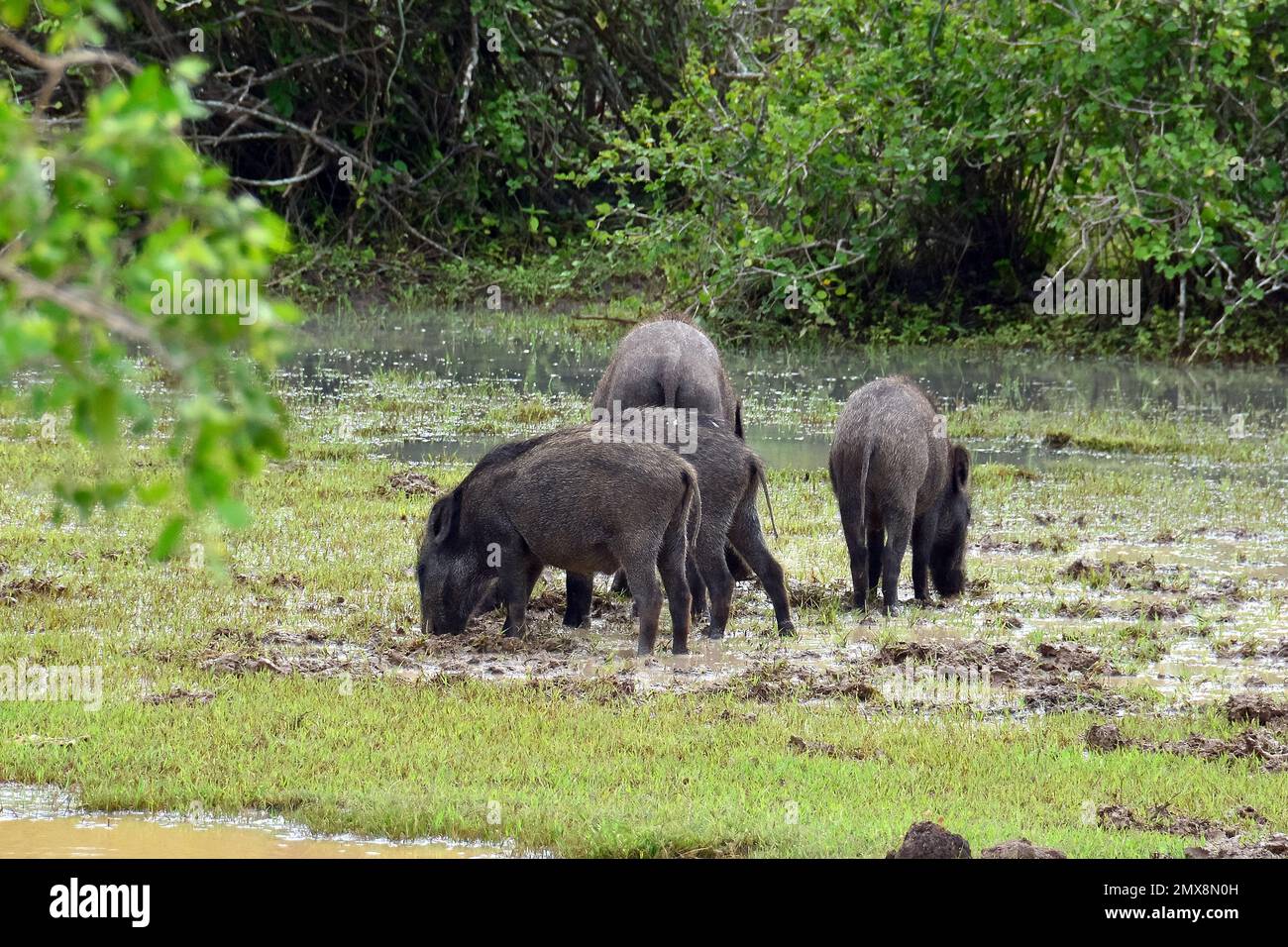 Indian boar, Andamanese pig or Moupin pig, Sus scrofa cristatus, Yala ...