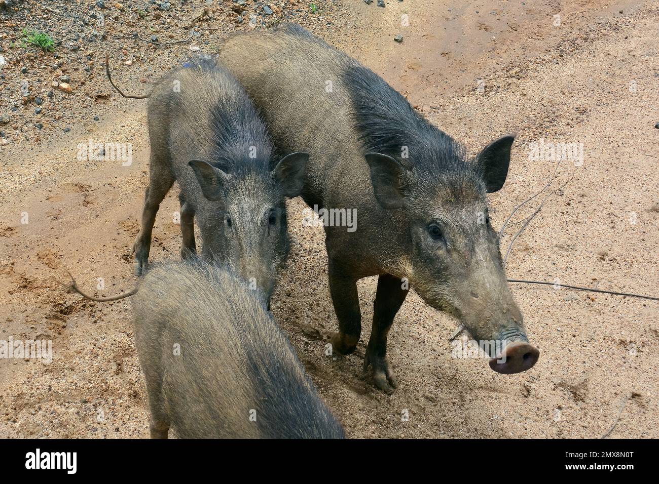 Indian boar, Andamanese pig or Moupin pig, Sus scrofa cristatus, Yala ...