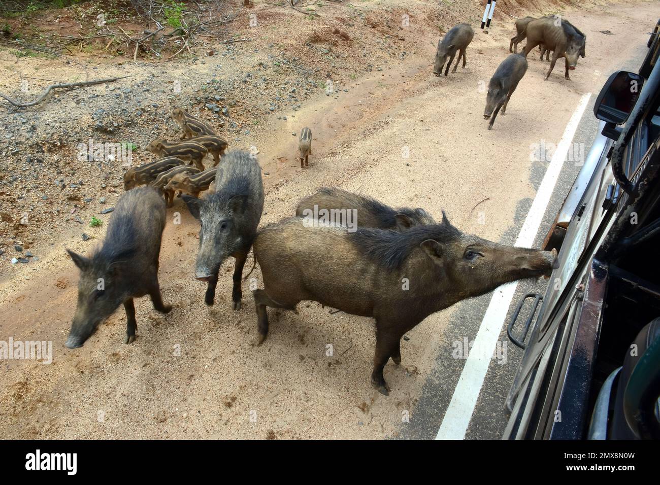 Indian boar, Andamanese pig or Moupin pig, Sus scrofa cristatus, Yala ...