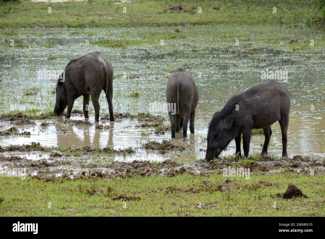 Indian boar, Andamanese pig or Moupin pig, Sus scrofa cristatus, Yala ...