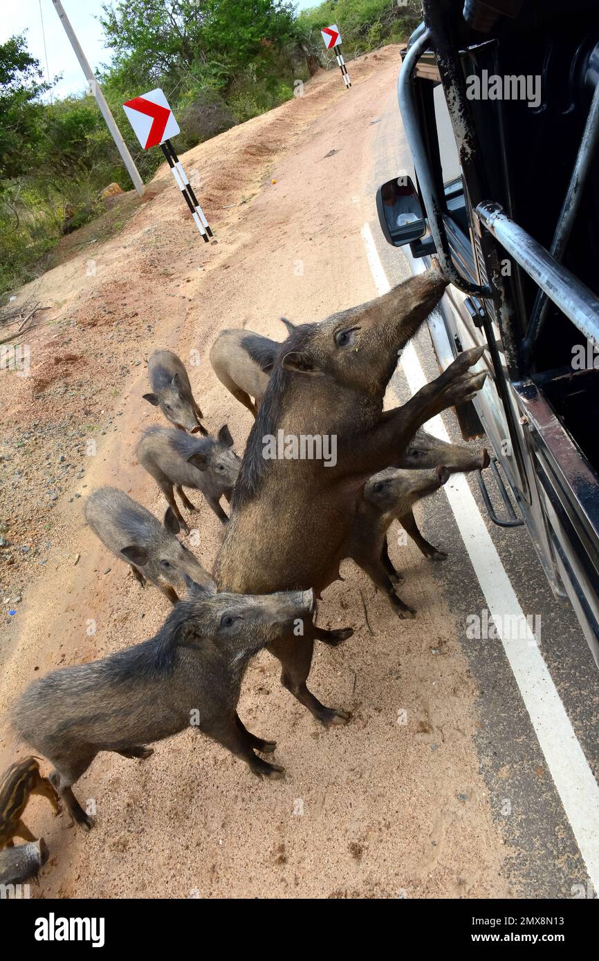 Indian boar, Andamanese pig or Moupin pig, Sus scrofa cristatus, Yala ...