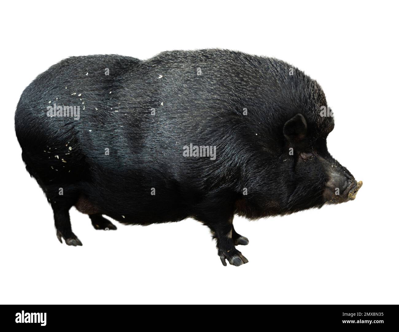 Pig eating food in barn Stock Photo - Alamy