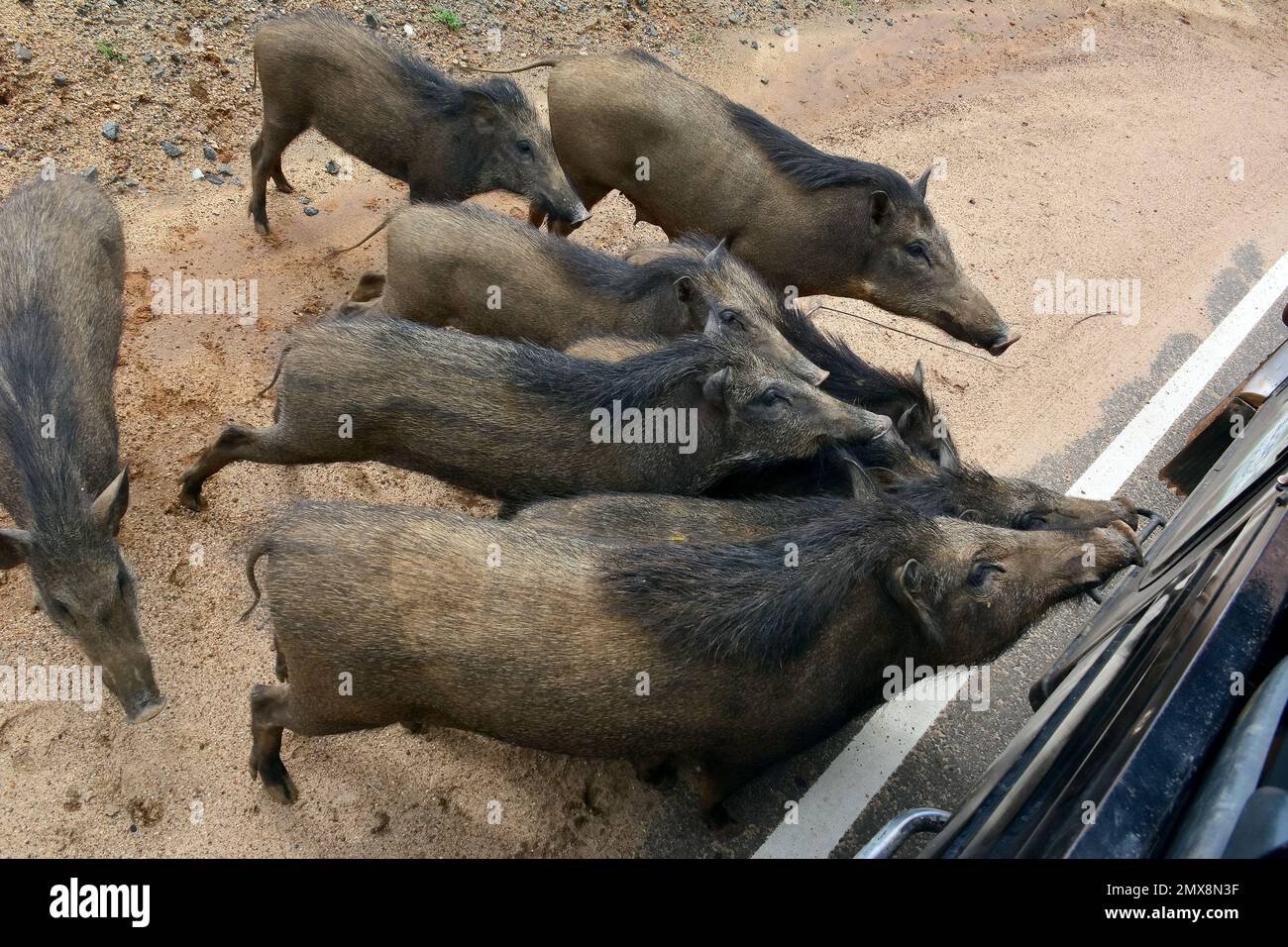Indian boar, Andamanese pig or Moupin pig, Sus scrofa cristatus, Yala ...