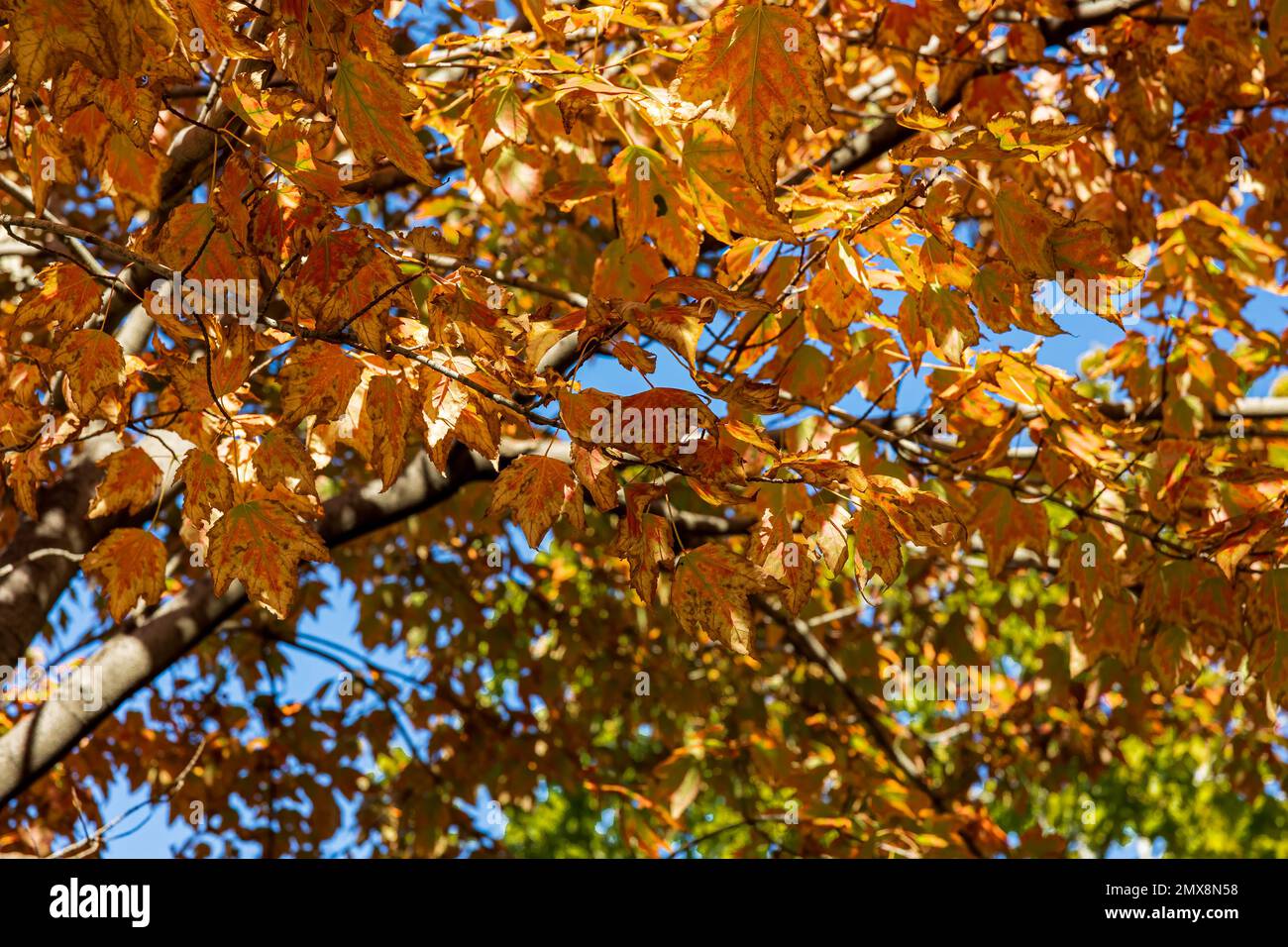 A maple leaf tree leaves start to change colour in the fall Stock Photo ...