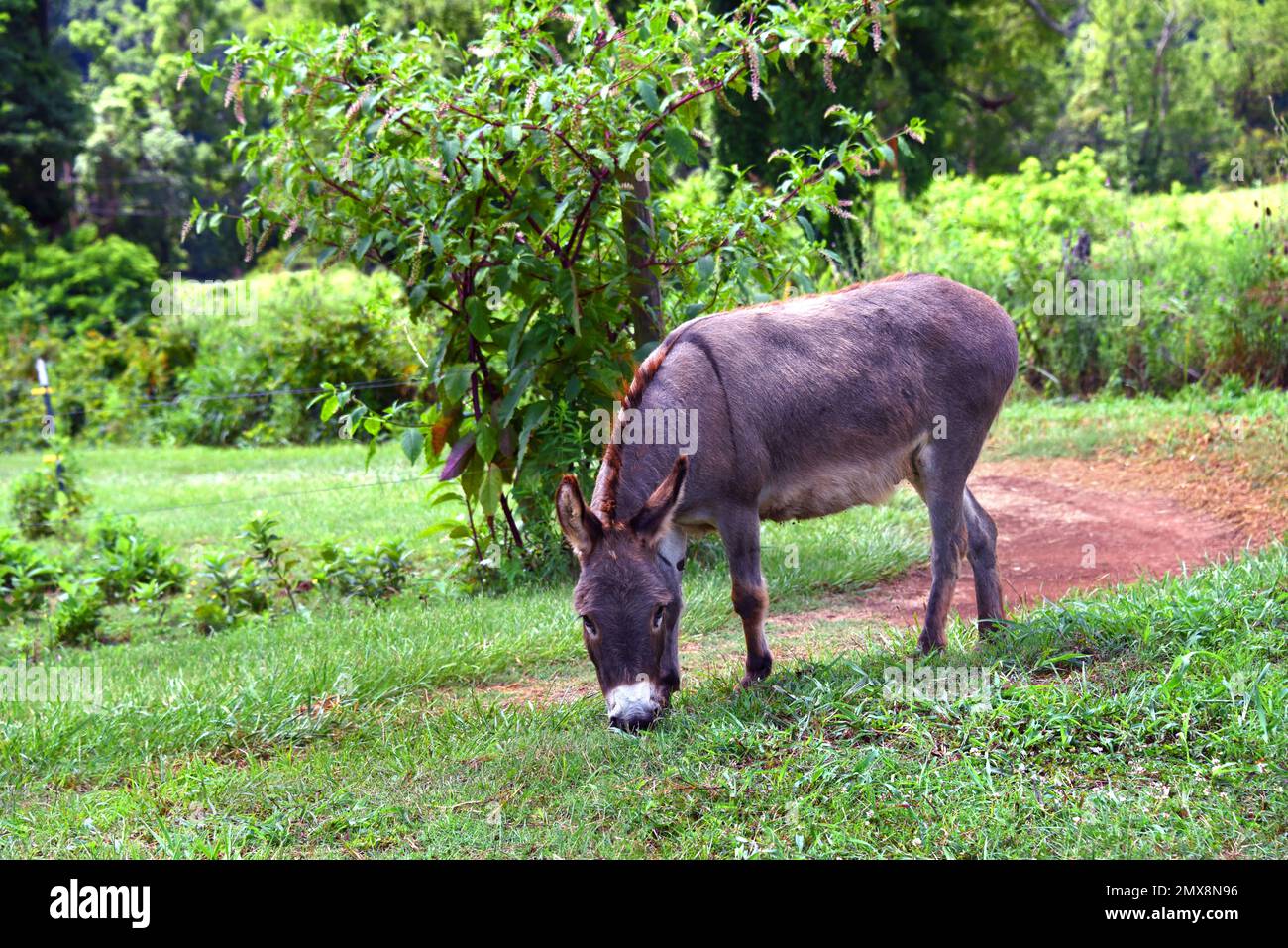 Full length image of a donkey grazing on green grass. Donkey is looking ...