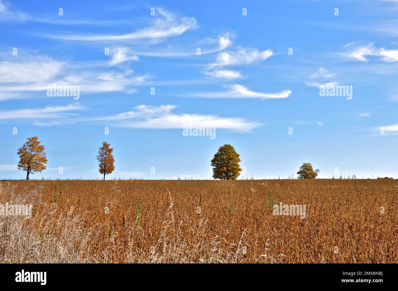 Soybean Field Wallpaper
