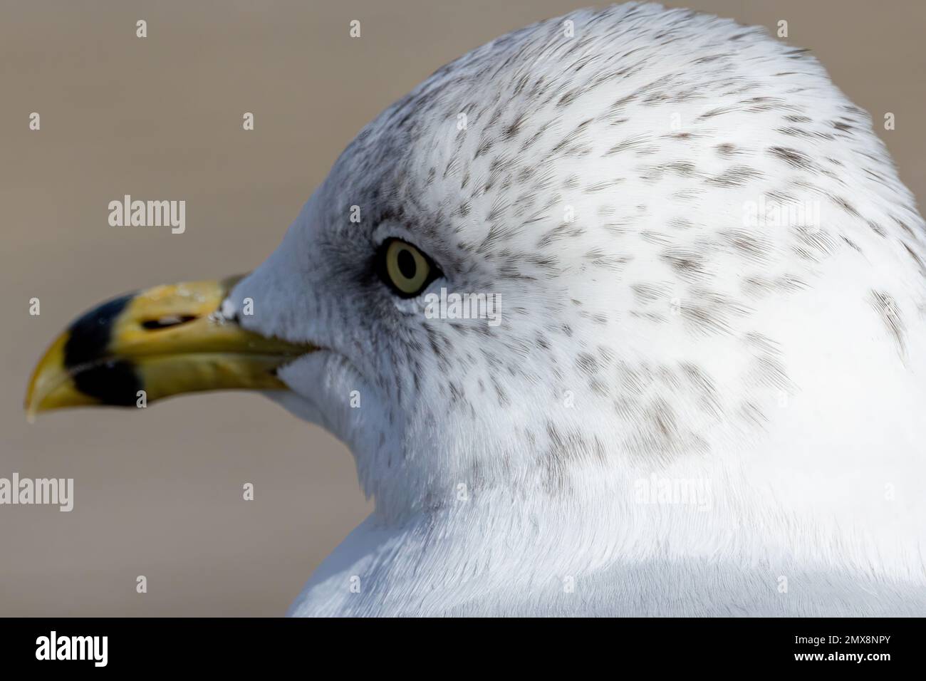 Portrait of a seagull's head and face Stock Photo - Alamy