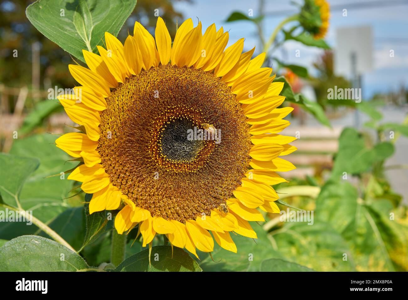 Sunflower with Bee in Sun. Flowering sunflower plant that a honey bee ...